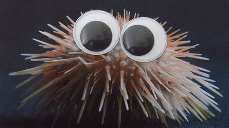 Convertir criaturas del mar en potenciales personajes de Disney y Pixar ...