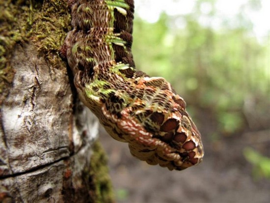 50 Unusual And Rare Animals From Around The World [Pics] | ALL PHOTOZ