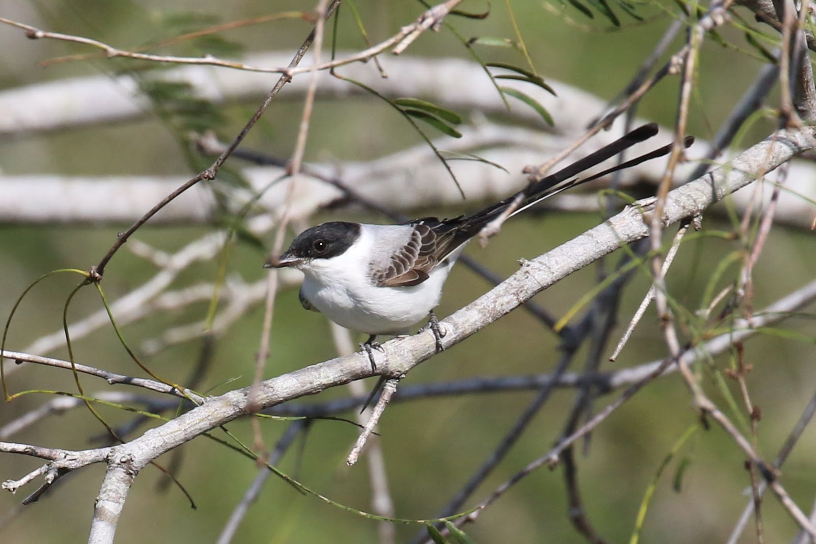 Antshrike's Bird Blog: Fork-tailed Flycatcher at LosFresnos, 12/14/18