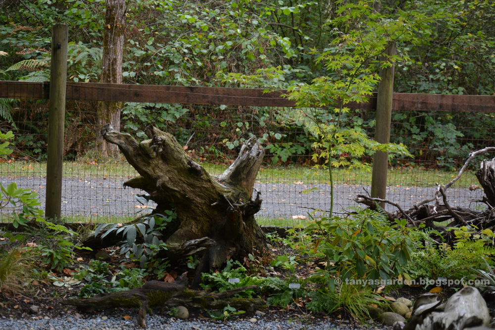 MySecretGarden: Visit to The Old Goat Farm