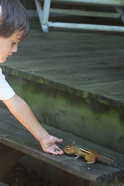 3 - 6 and under: To catch a chipmunk