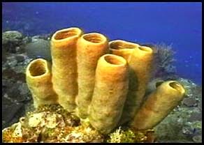 Filum Porifera