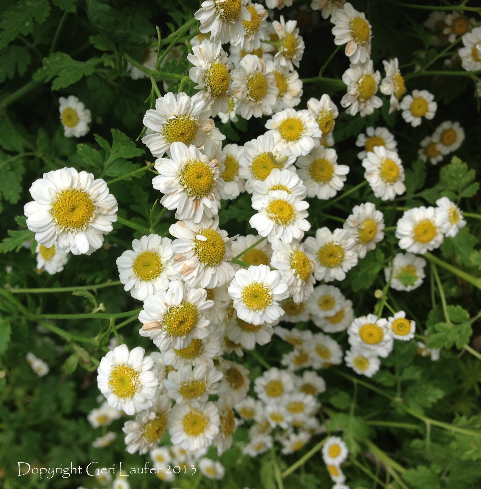 LandscapExperts Flower of the Week: LandscapExperts Flower of the Week ...