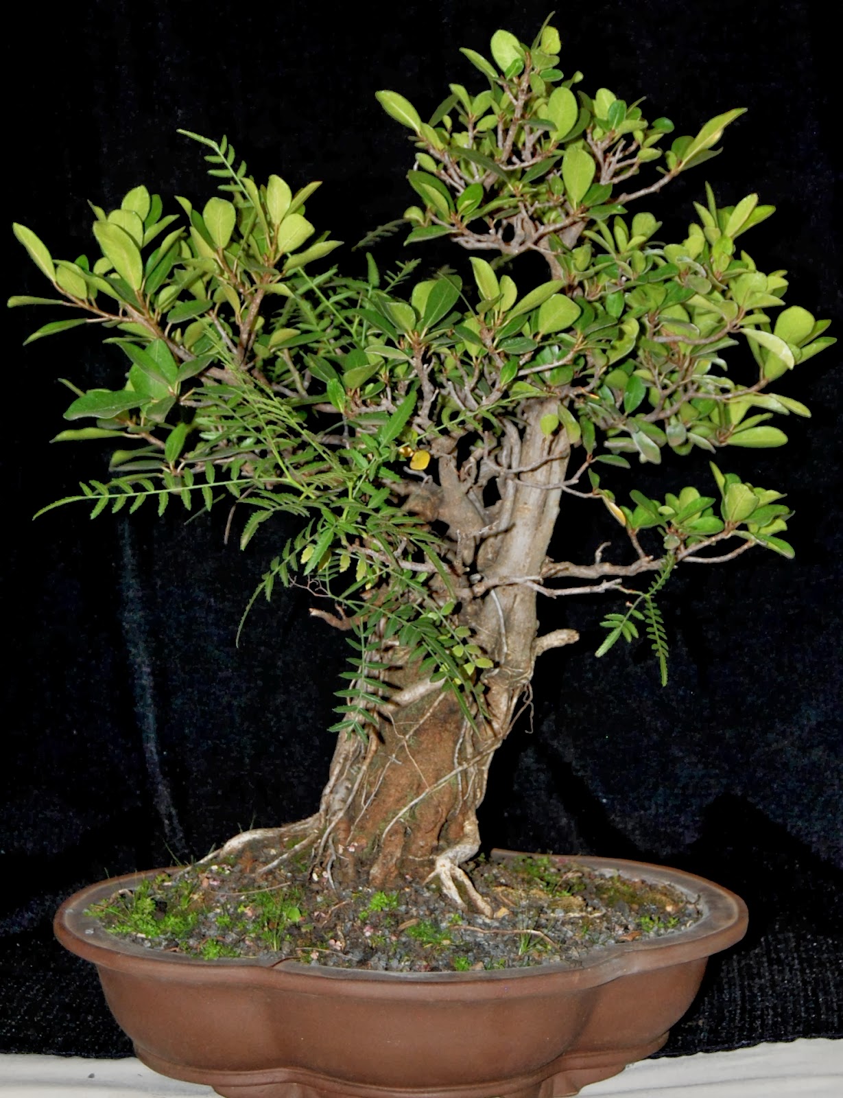 LENNARD'S BONSAI BEGINNINGS.: The strangler style by Mack Boshoff.