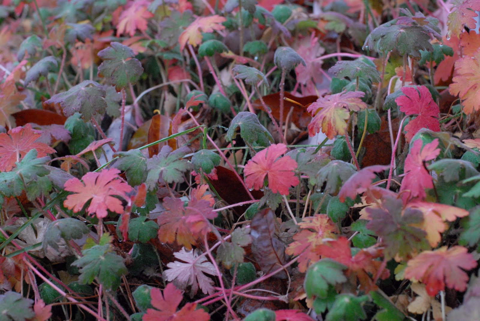 Bigroot Geranium