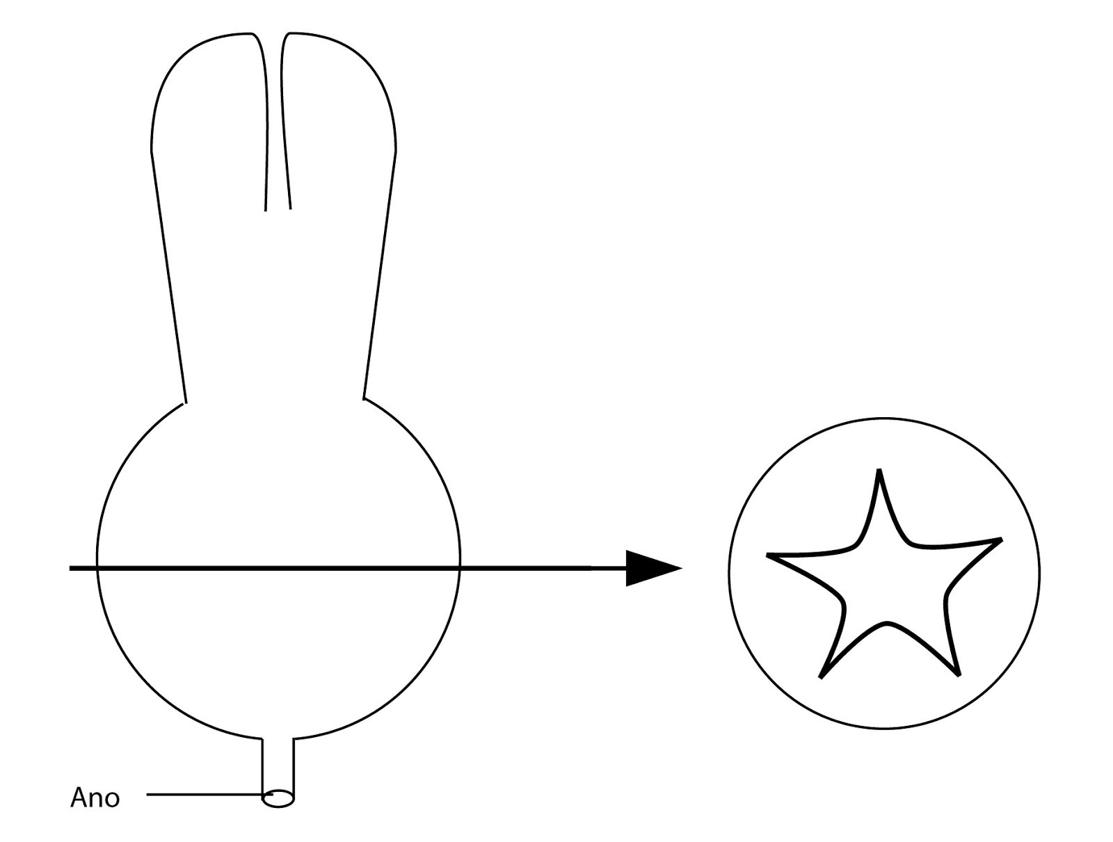el moderno prometeo: Anatomía de Artrópodos: Tórax. Musculatura, Celoma ...