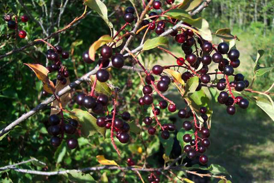 High Altitude Cooking: Chokecherry Jam Recipe