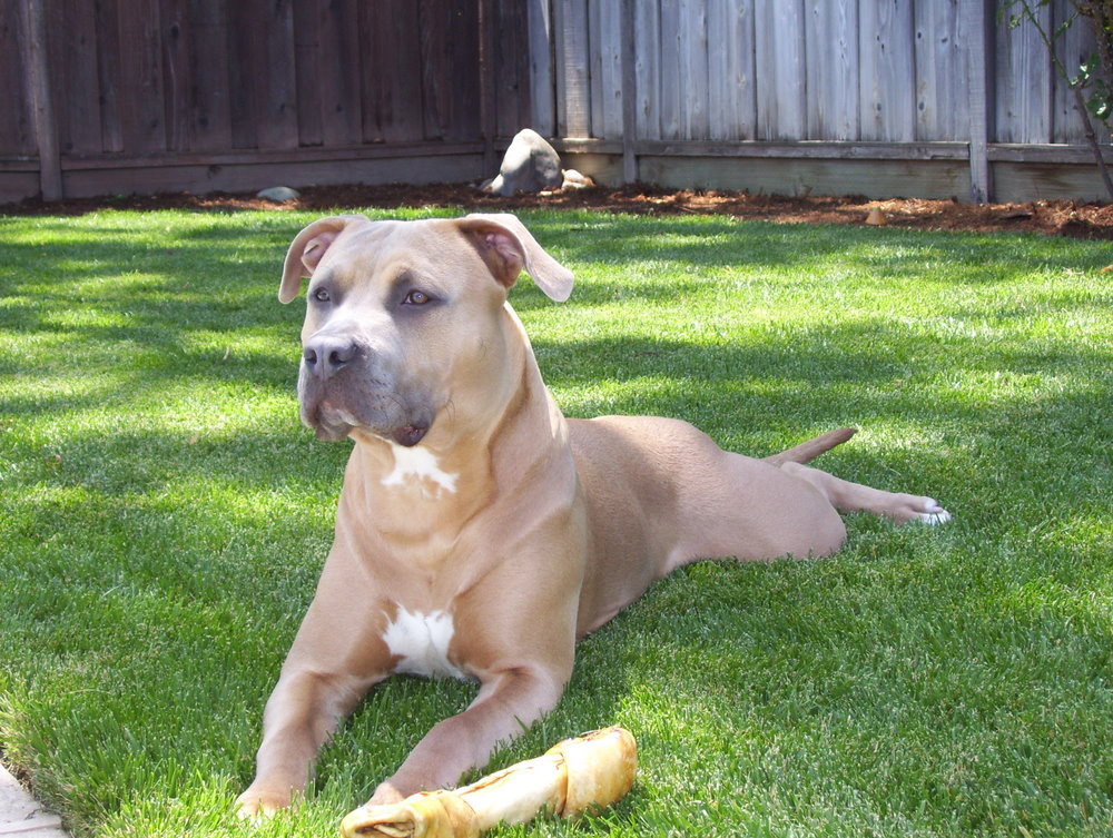 Pit Bull Frogs: Pit Bull Frog Photos