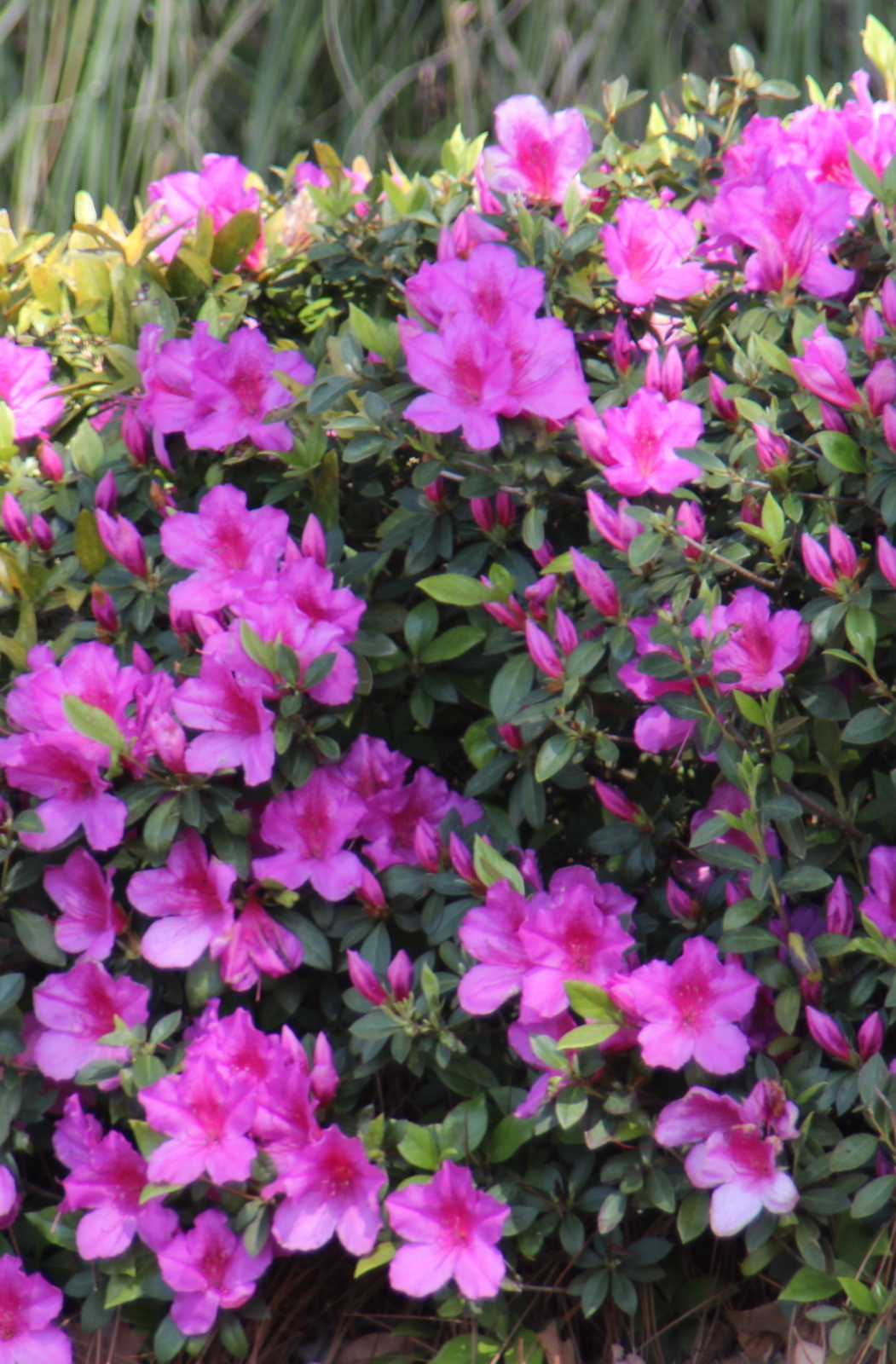 Beth's Blog: I Just Can't Stop Making Purses -- Worse than Chips....