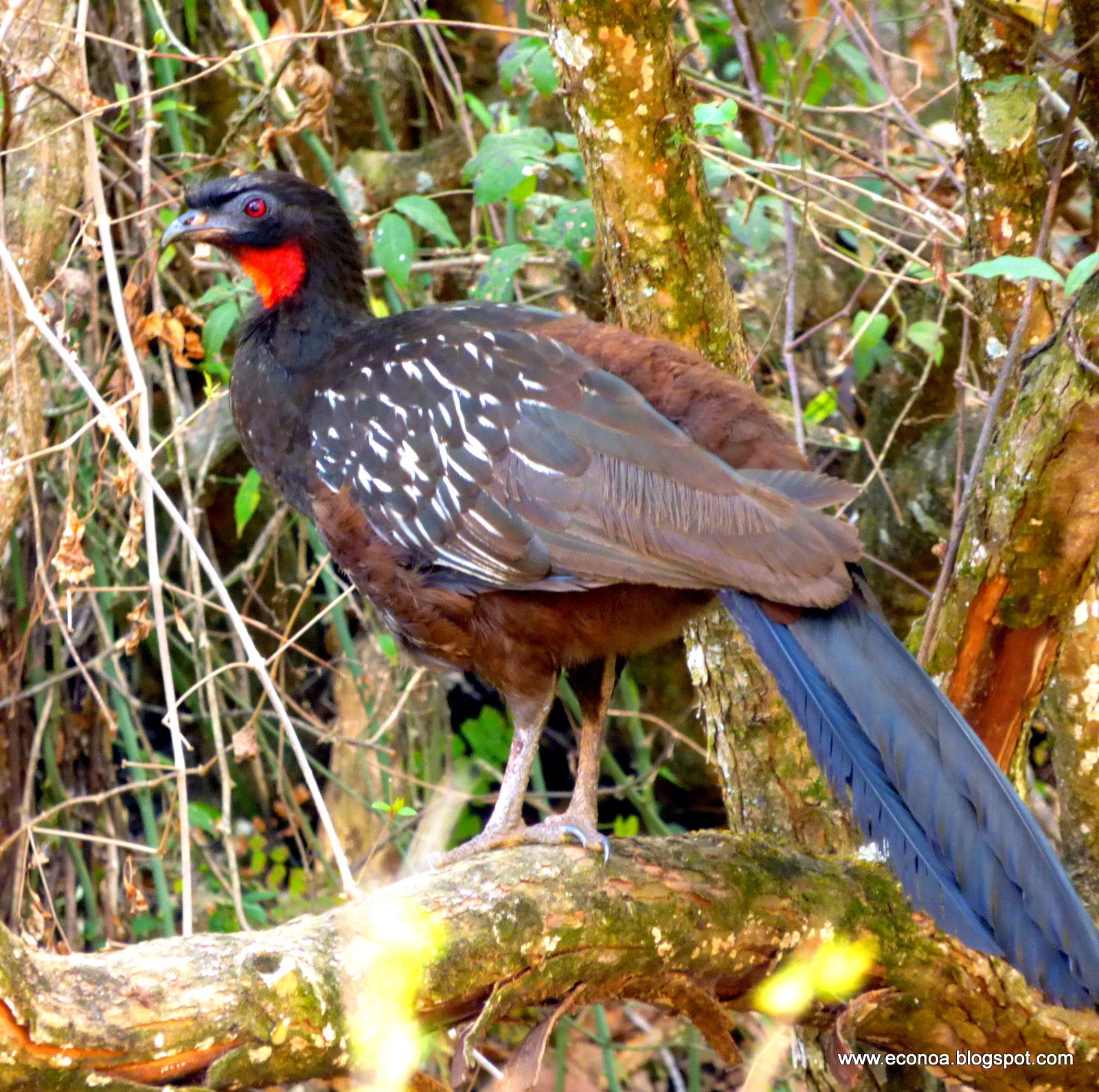 Aves del NOA y algo mas..: Pava del monte