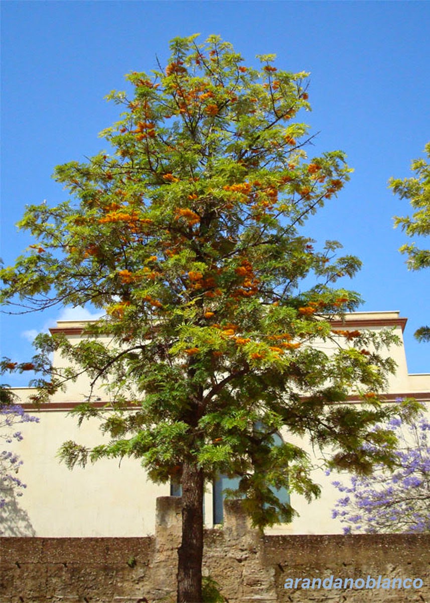 parquealamillo-encinarosa: Roble australiano / Grevillea robusta ...