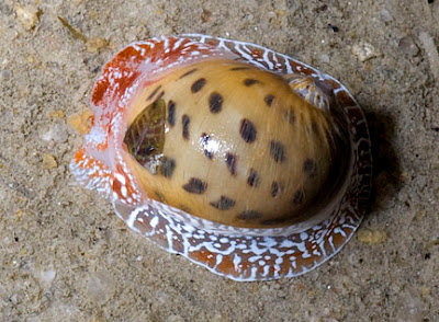 wild shores of singapore: Fire anemone at Seringat-Kias