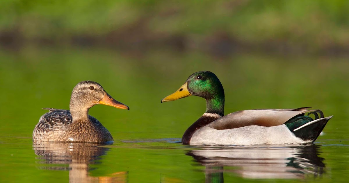 Metzer Farms Duck and Goose Blog: Mallard Ducks