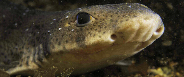 Tubarão Pata-Roxa ou Caneja (Scyliorhinus canicula)