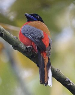 Five Endangered Indonesian Bird Species - What Is It... Unique ...