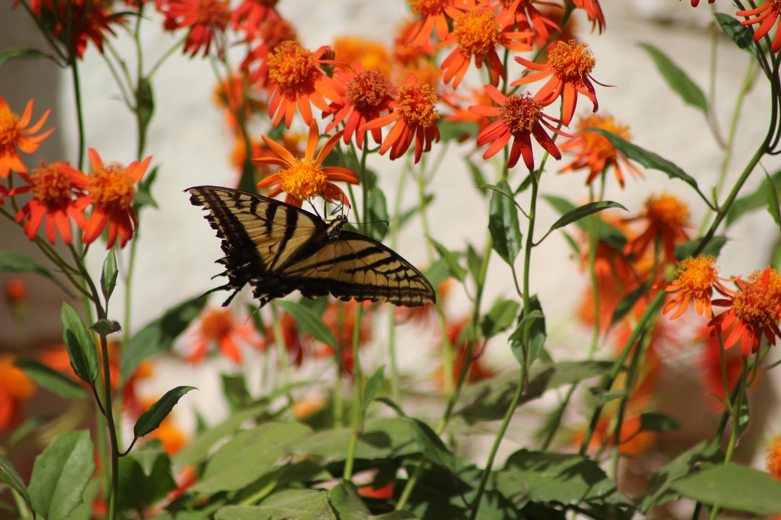 Rock-Oak-Deer: Mexican Flame Vine with a twist