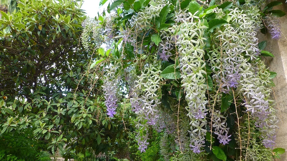 Le jardin de Brigitte - Alsace: Majorque.