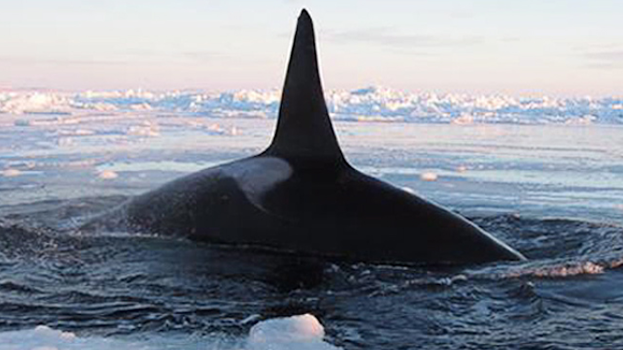 White Wolf : Killer whales trapped in ice of Hudson Bay (Photos - Video)