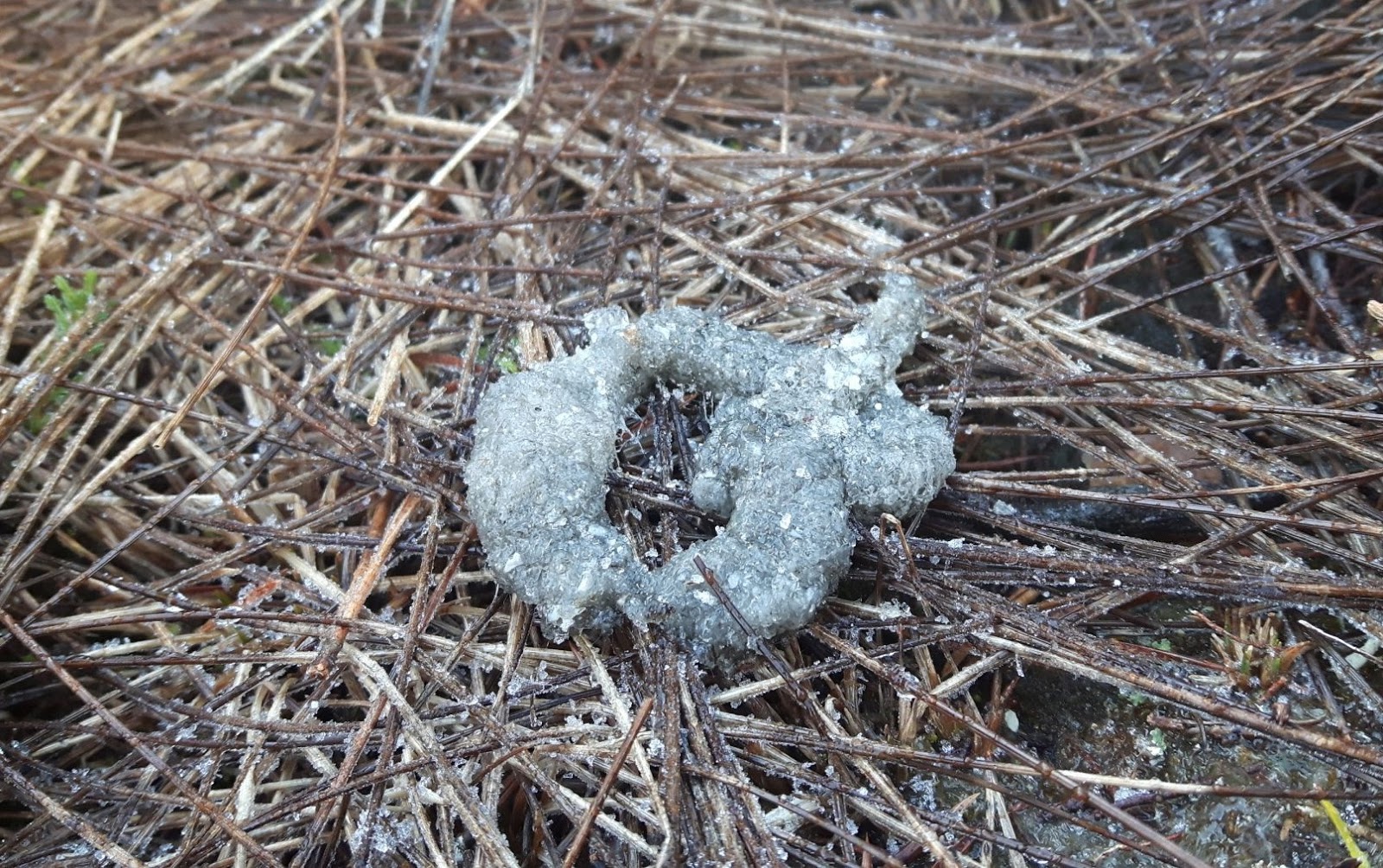 Biodiversity Gatwick: February 2017