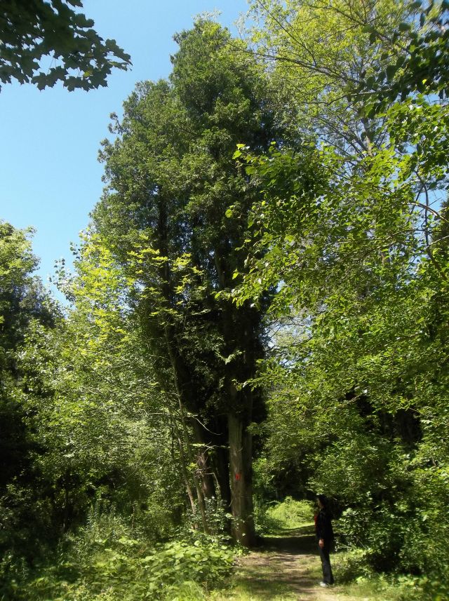 Future Plants by Randy Stewart: Thuja - Arborvitaes