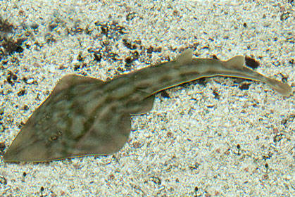 Siren's Call: Guitarfish