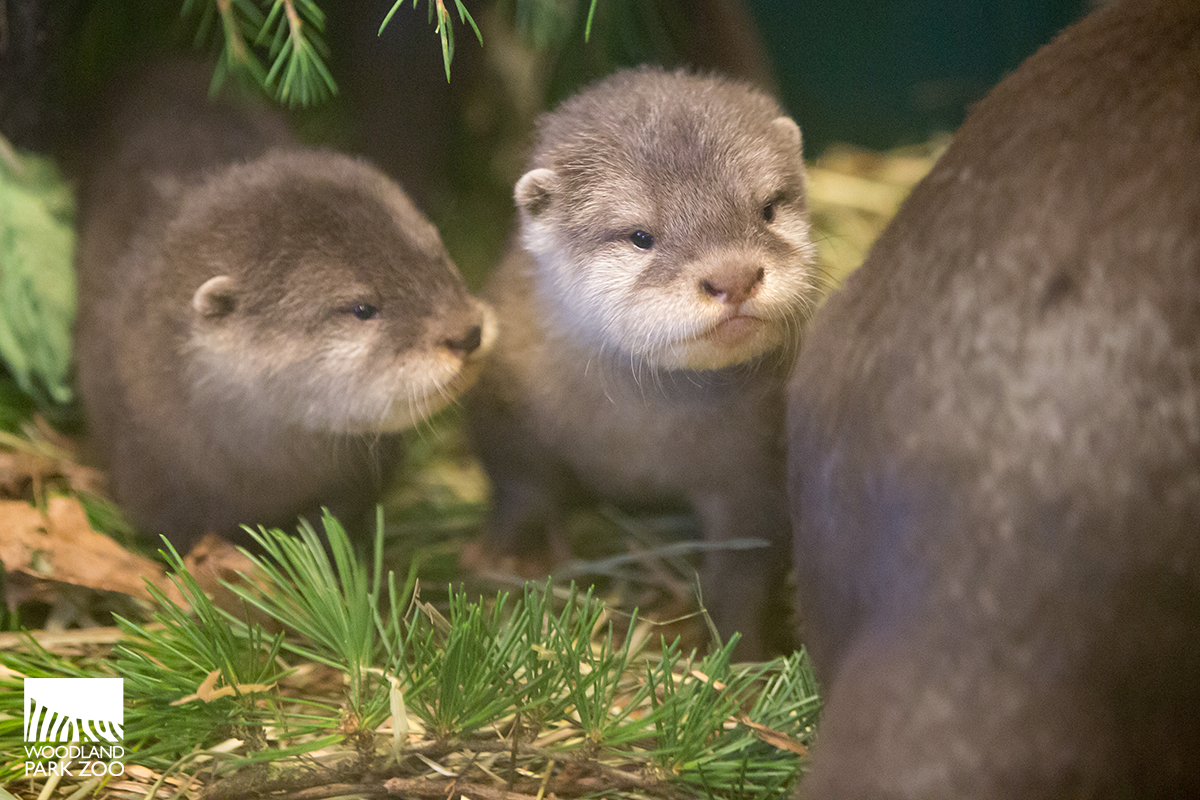 Our gift to the Internet: tiny otter pups