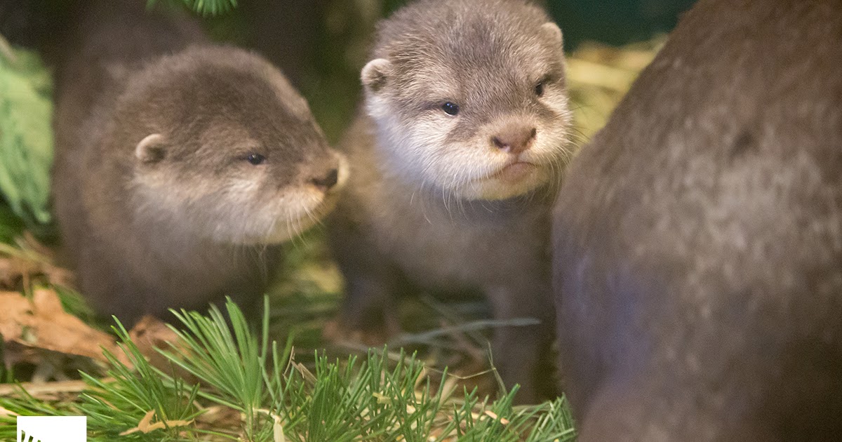 Our gift to the Internet: tiny otter pups