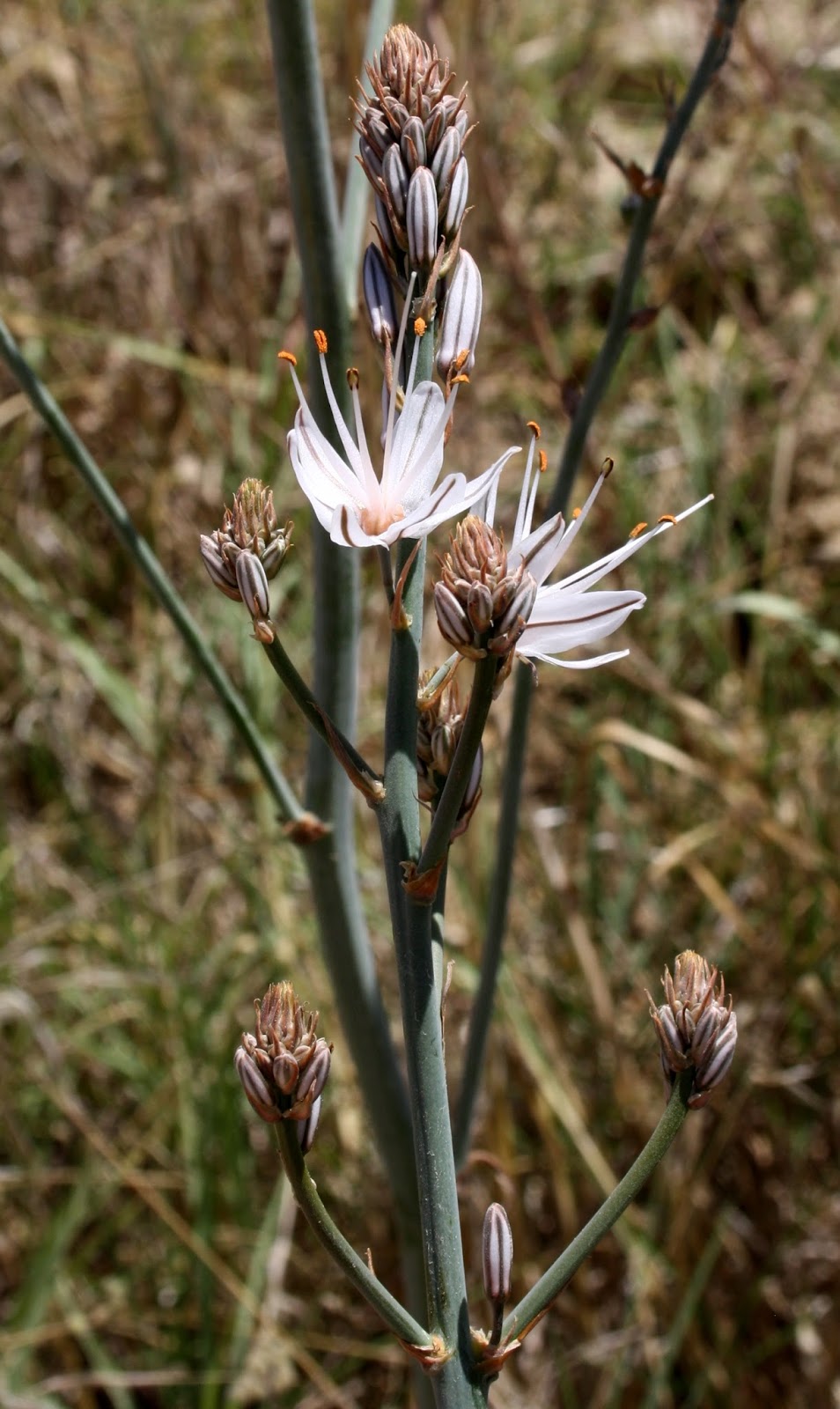 Plantas: Beleza e Diversidade: Abrótea-de-verão (Asphodelus aestivus)