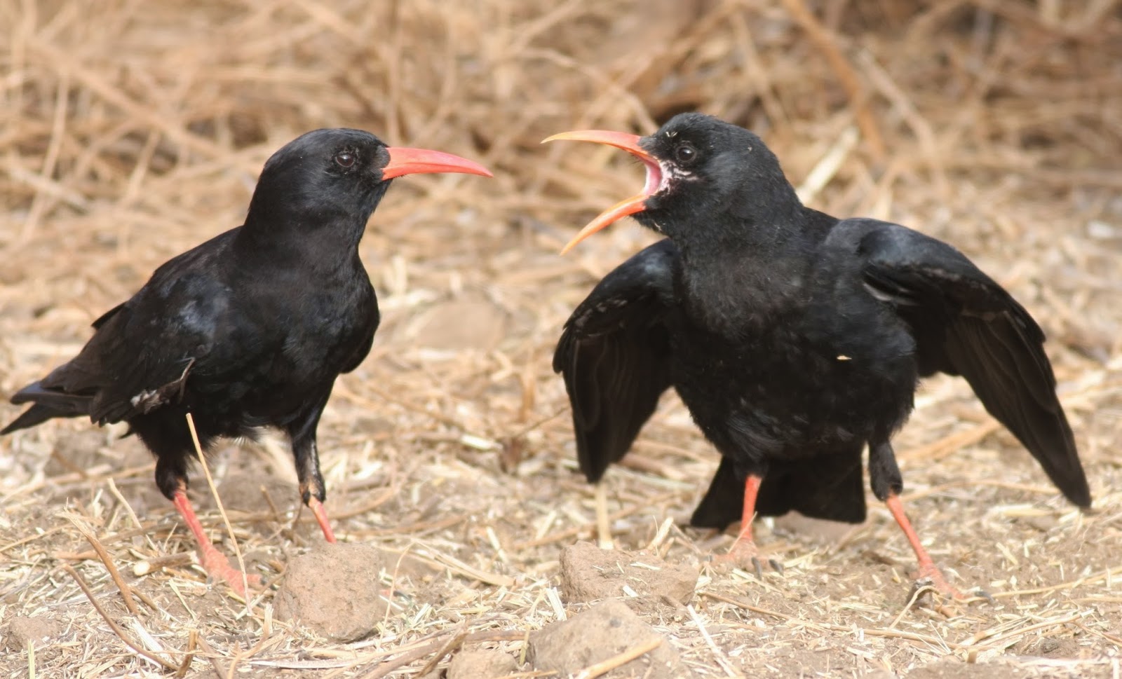 La Palma Birds: Red-billed Chough