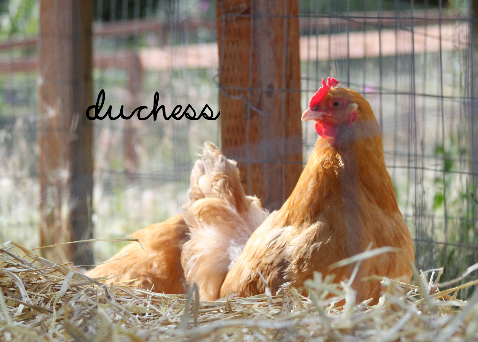 Life Alaskan Style: a tale of four chickens