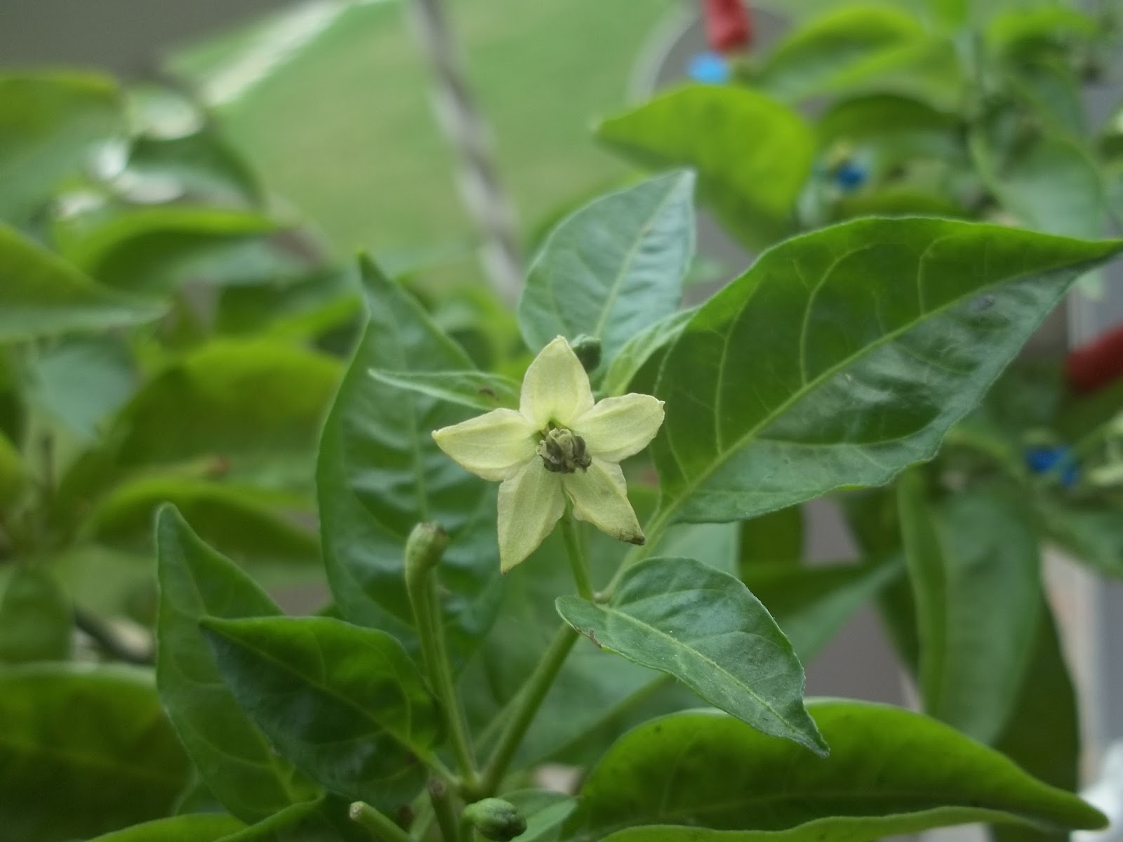Carosello Pugliese: KANTHARI MULAKU - Un peperoncino indiano molto piccante
