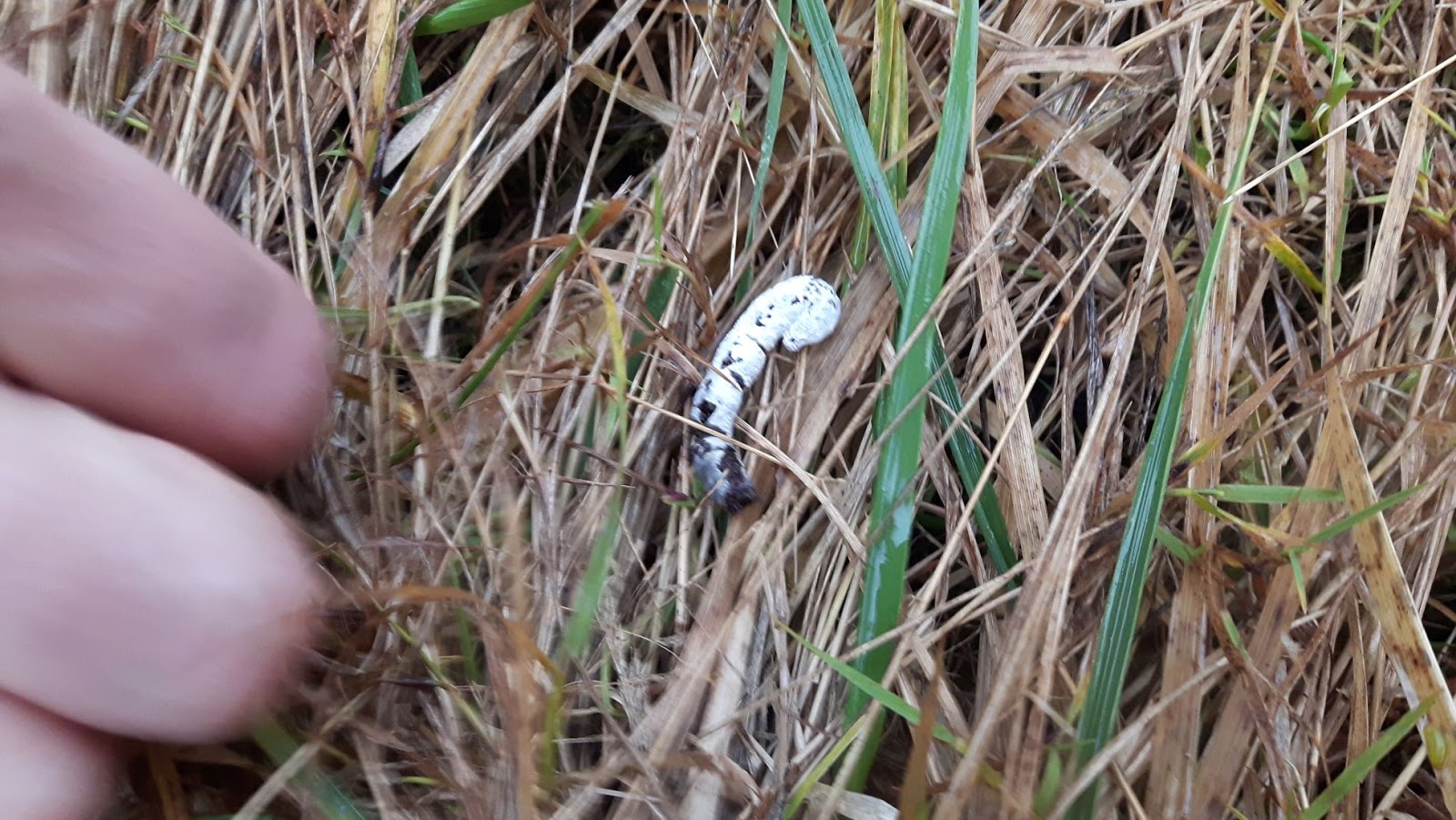 Biodiversity Gatwick: Early winter bird surveys 2016 (Part 2)