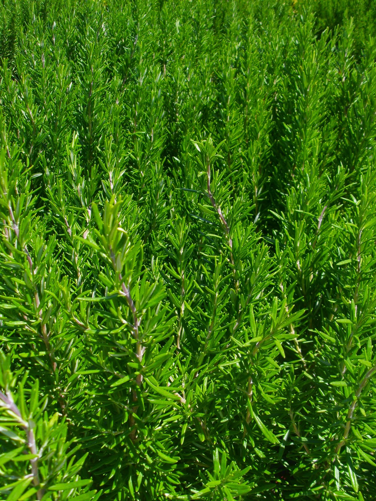 La Jardinera: Romero, Rosmarinus officinalis