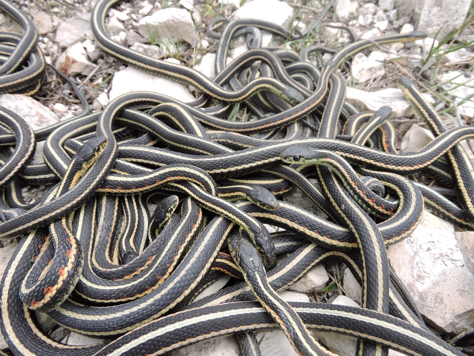 Red Sided Garter Snake Mating Ball