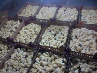 DOC Broiler, DOC Pejantan, DOC Layer (Petelur) dan DOC Ayam Kampung ...