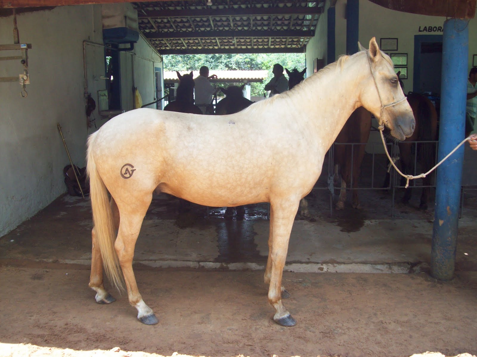 CAVALO NORDESTINO: NASCE O NÚCLEO DO CAVALO NORDESTINO NO CEARÁ