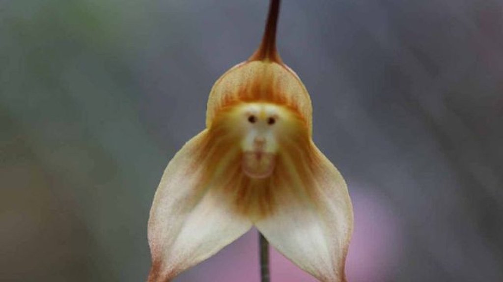 Orquídea Cara de Mono (Dracula simia)