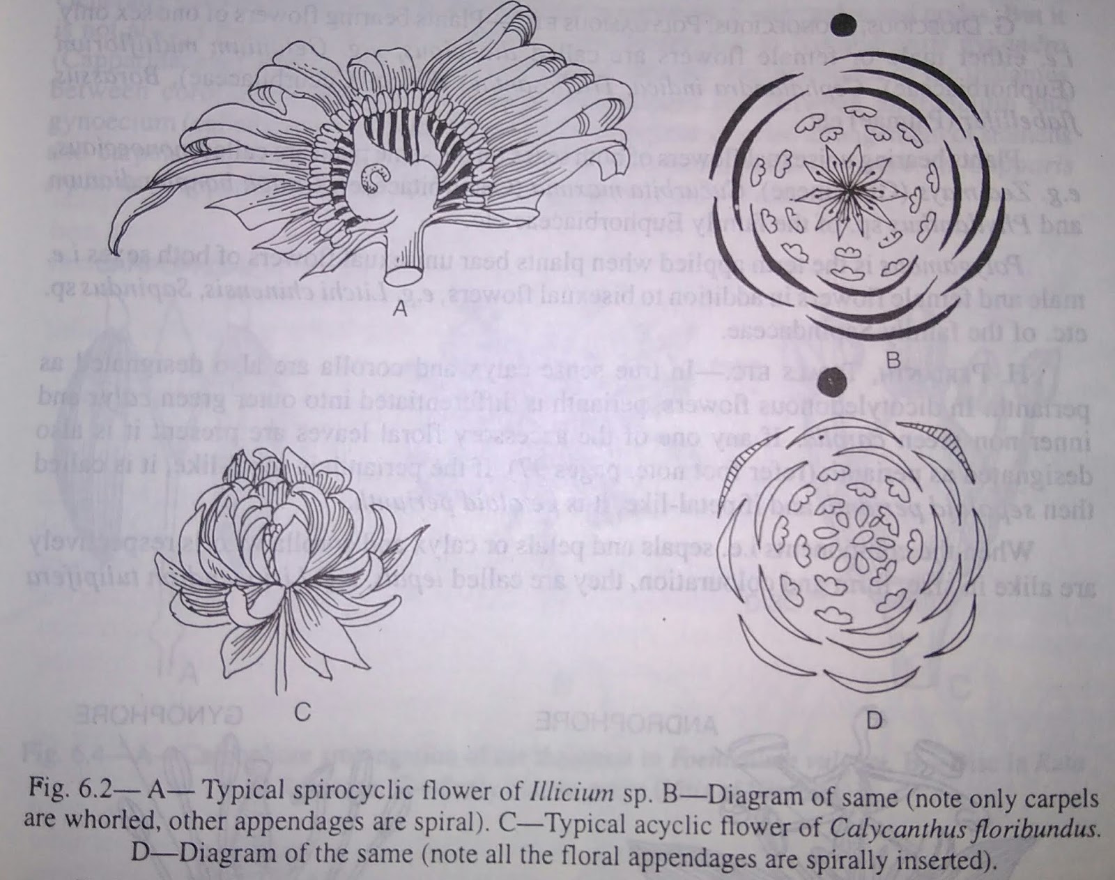 Different flower terminology-digieduco