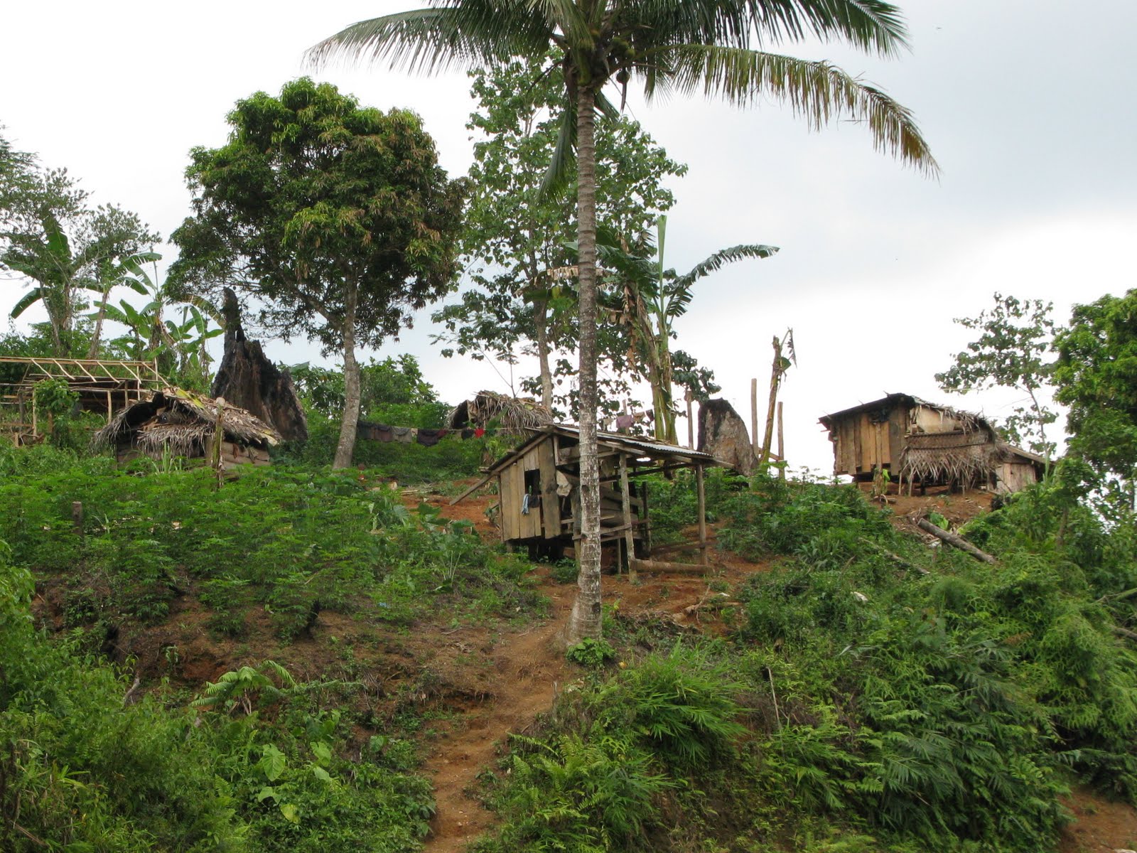 pook rural - philippin news collections