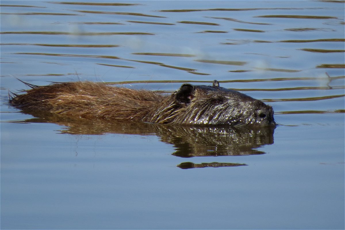 The Natural Stone: Coypu