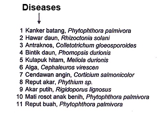 Durian Info: Durian Pests and Diseases