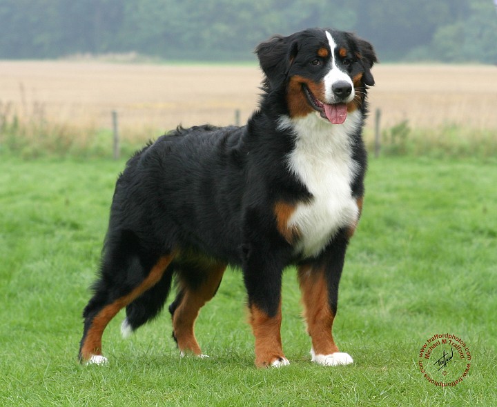 The Beijing Family: Lulu the very well fed and groomed Bernese Mountain Dog