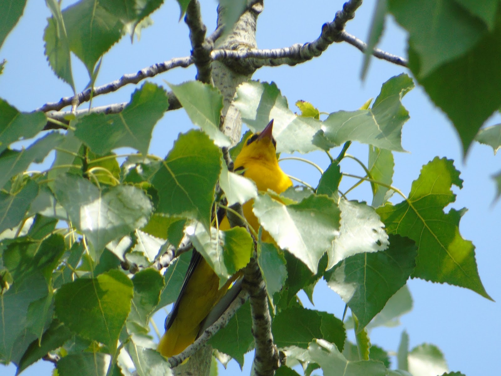 PASARI DIN ROMANIA: GRANGUR, Oriolus oriolus