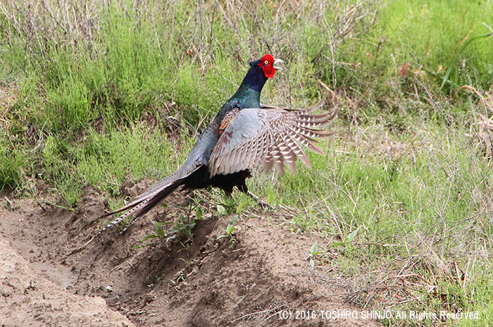 YAMASEMI WEB BLOG: 日本の国鳥「キジ」の生態を観てみよう！ Let's watch ecology of the ...