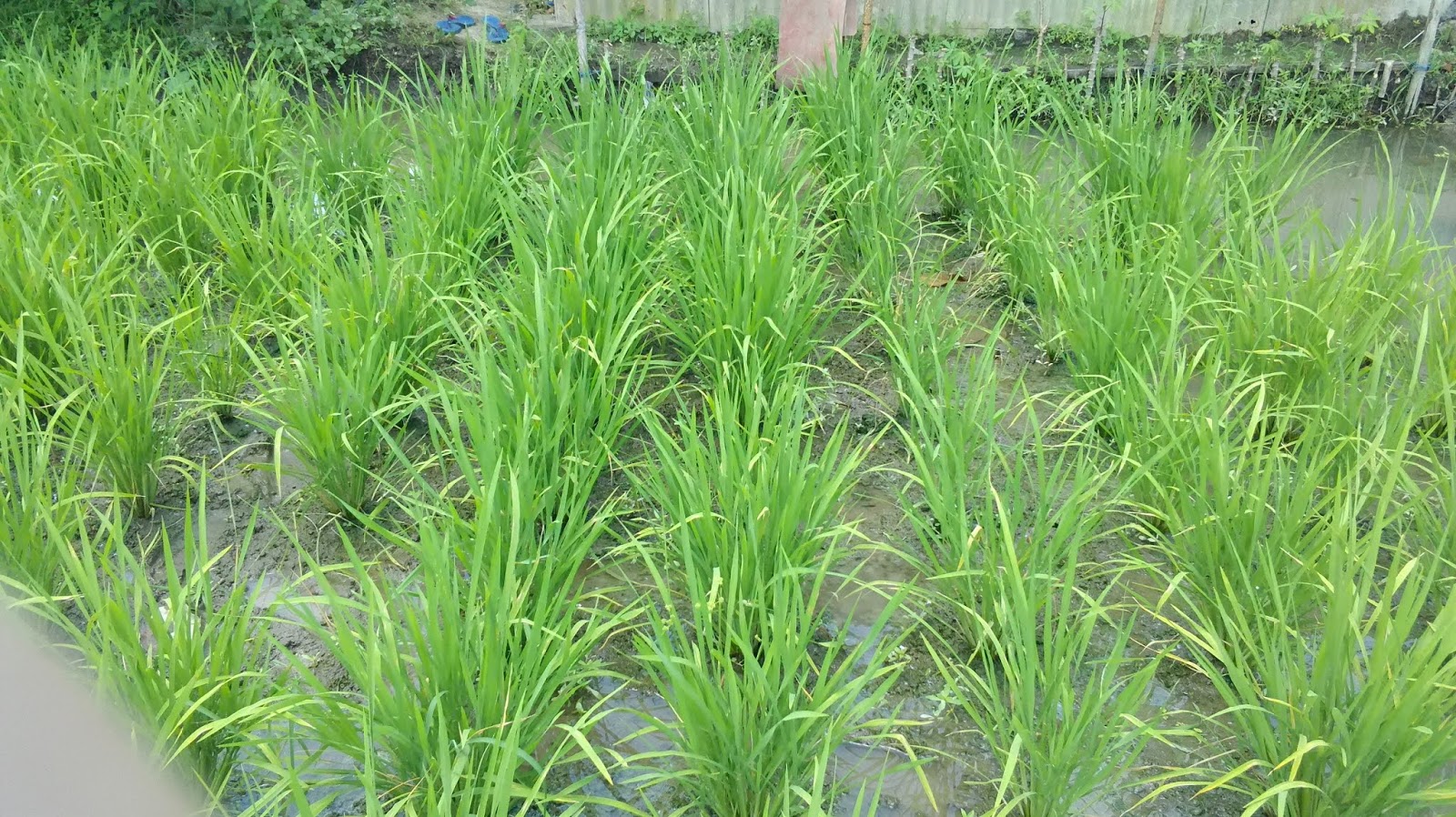 TANAM PADI METODE SRI