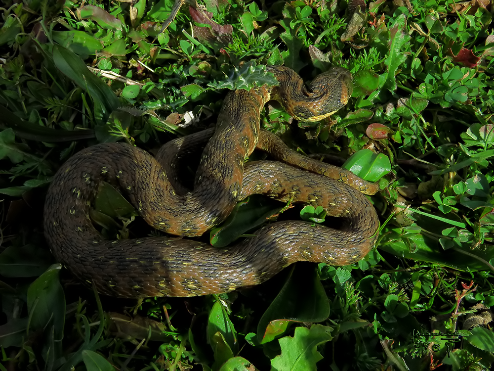 Savia y latidos en la Naturaleza: Culebra viperina (Natrix maura ...