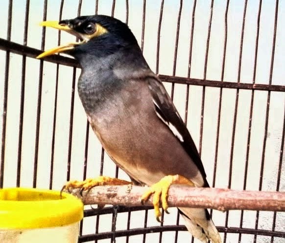 Tips jalak Nias Cepat Gacor - Kenariku