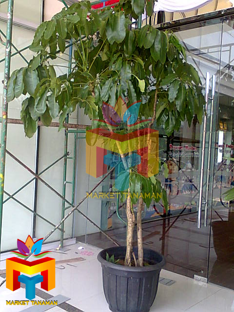 JUAL POHON WALISONGO | JUAL POHON PENEDUH DAN PELINDUNG | MARKET ...