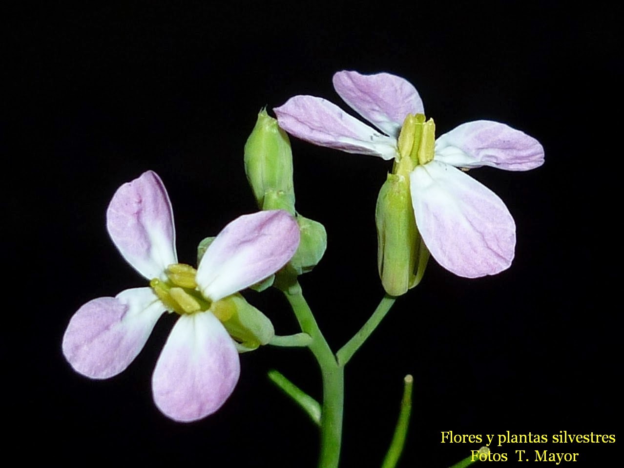 Flores y plantas silvestres: " Raphanus sativus ". Rábano, Rabanillo ...