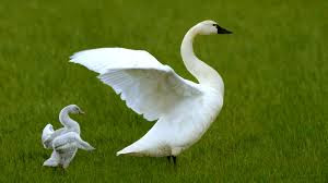 Habitat Angsa dan Kebiasaan makannya